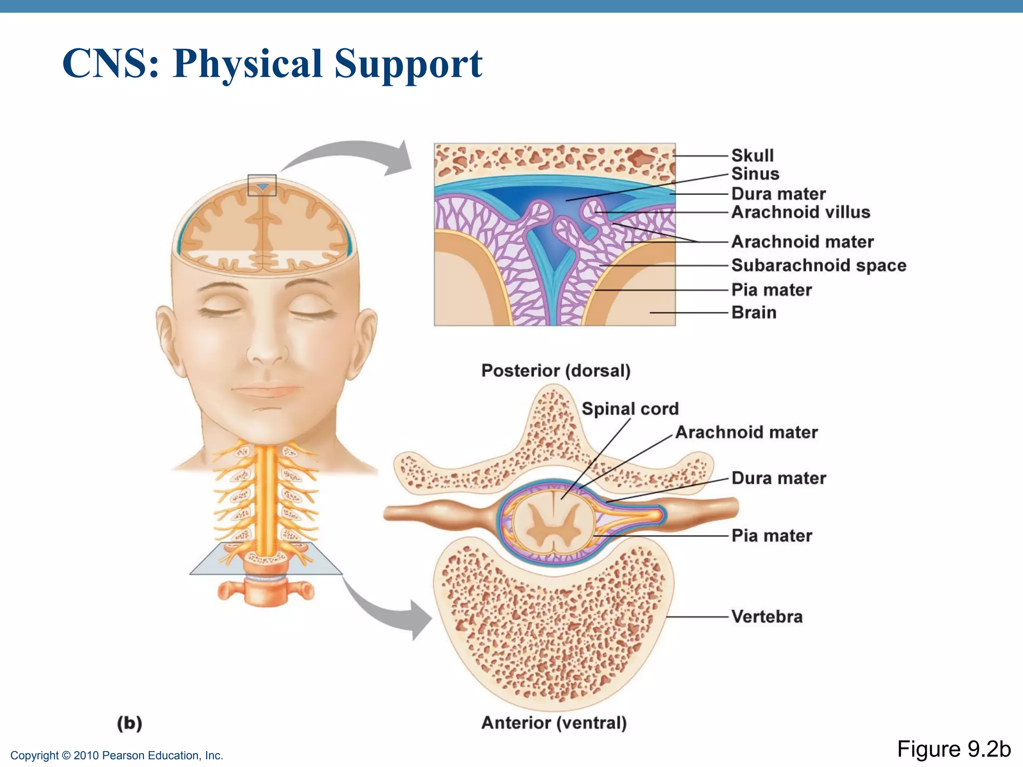 Cns histology and anatomy | PPT