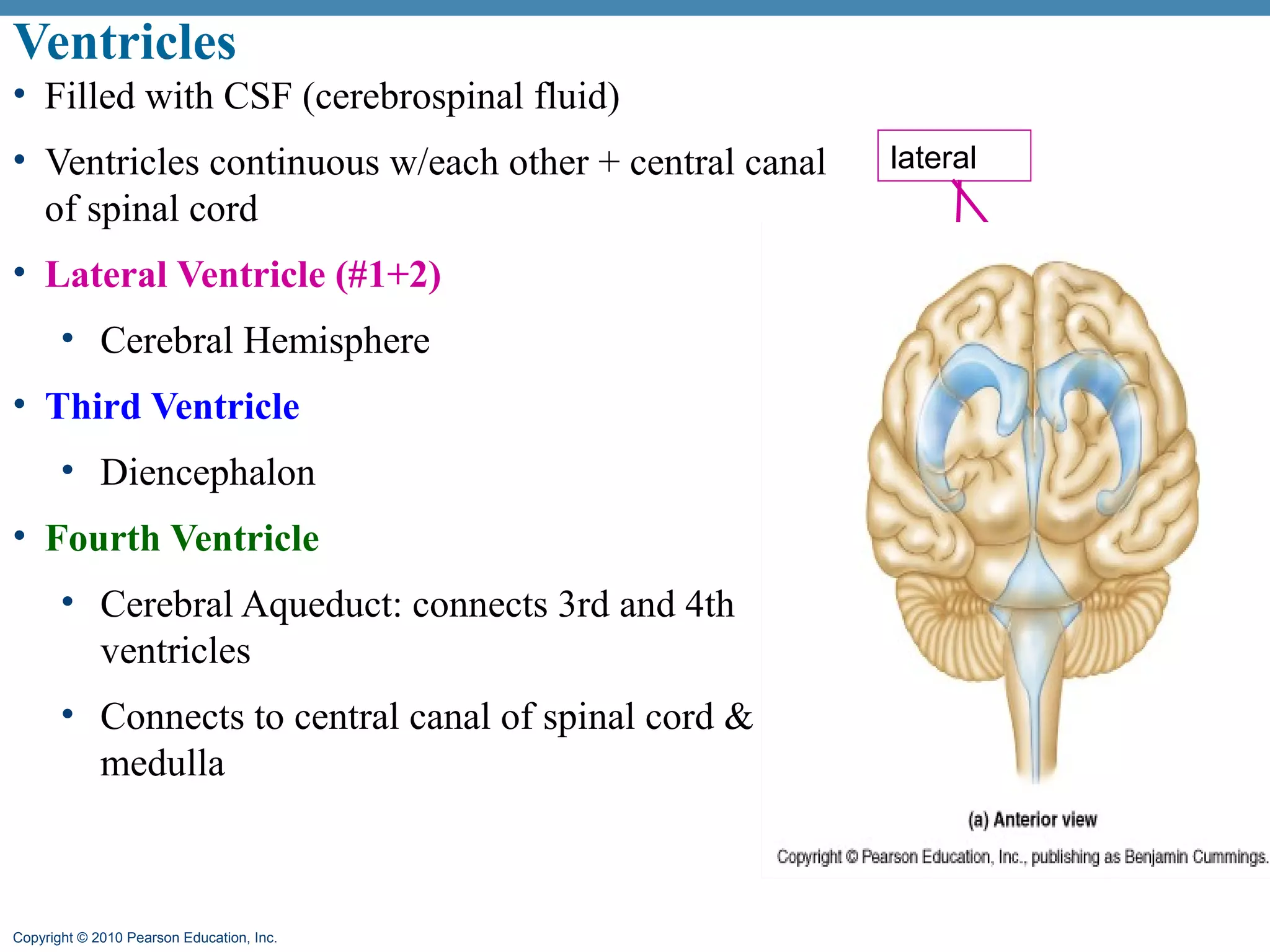Cns histology and anatomy | PPT