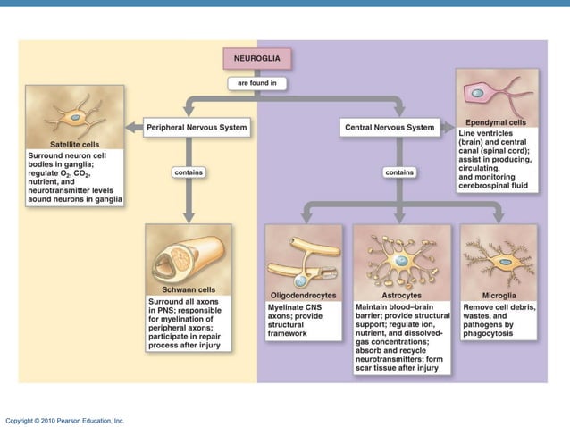 Cns histology and anatomy | PPT | Brain and Nervous System Disorders ...