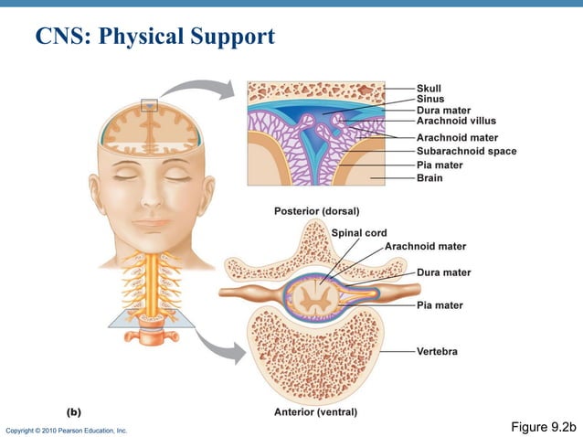 Cns histology and anatomy | PPT | Brain and Nervous System Disorders ...