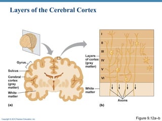 Cns histology and anatomy | PPT