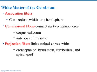 Cns histology and anatomy | PPT
