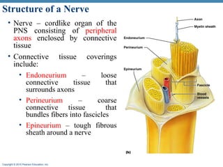 Cns histology and anatomy | PPT