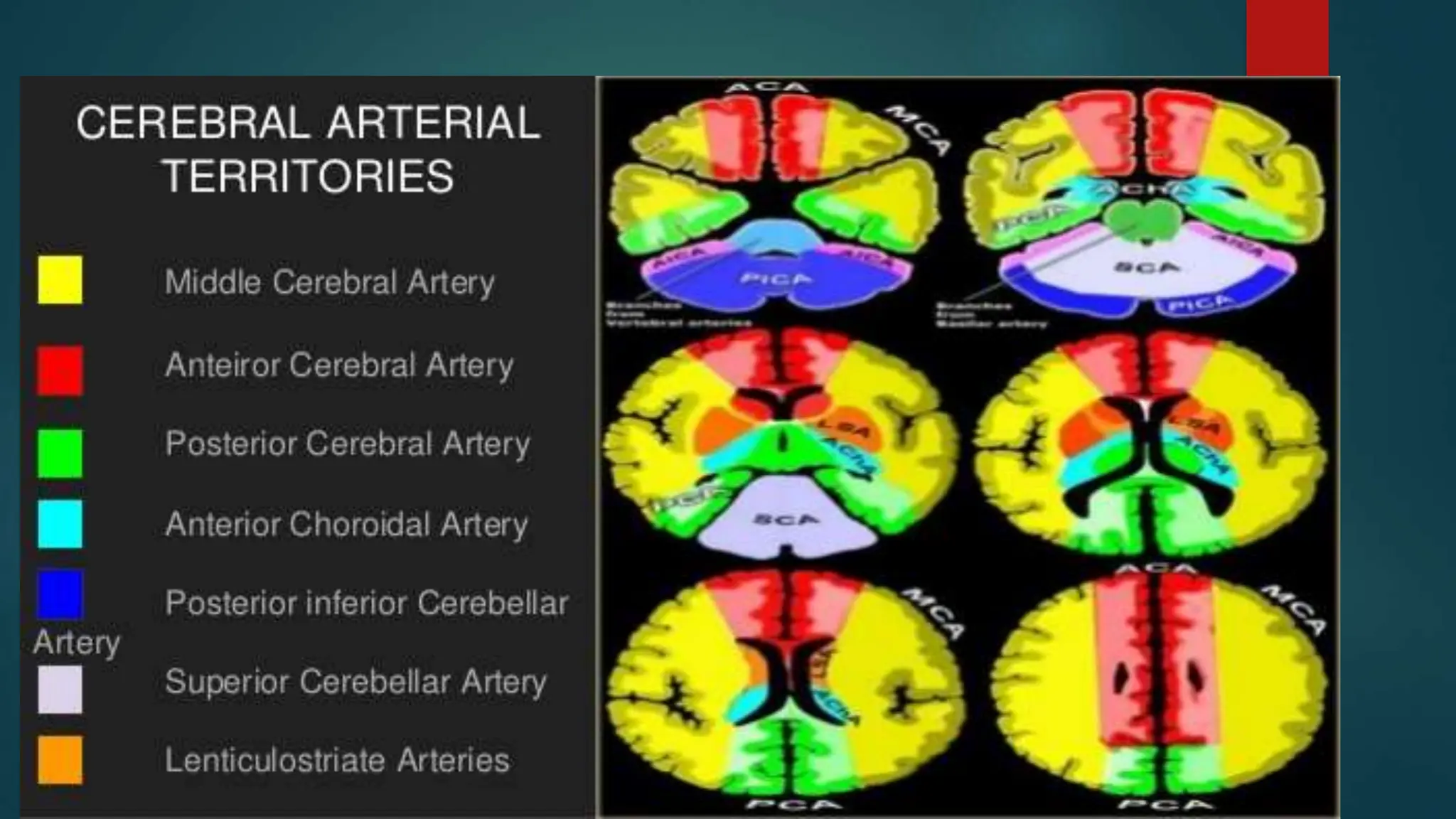 CNS IMAGING.pptx hbcvgvscbsvfxdsgvhjdvbjhfv | PPTX