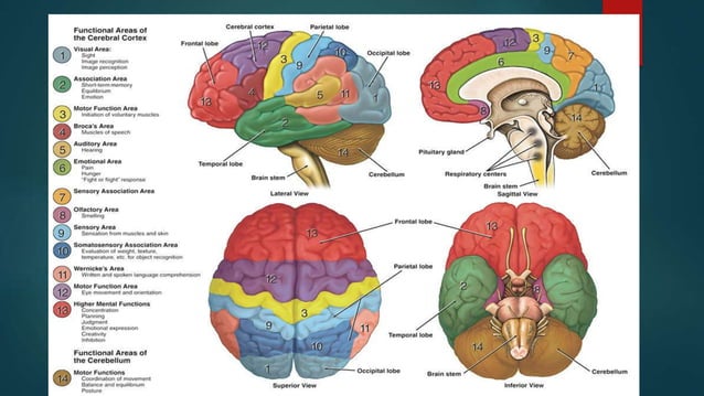 CNS IMAGING.pptx hbcvgvscbsvfxdsgvhjdvbjhfv | PPT