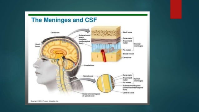 CNS IMAGING.pptx hbcvgvscbsvfxdsgvhjdvbjhfv | PPT