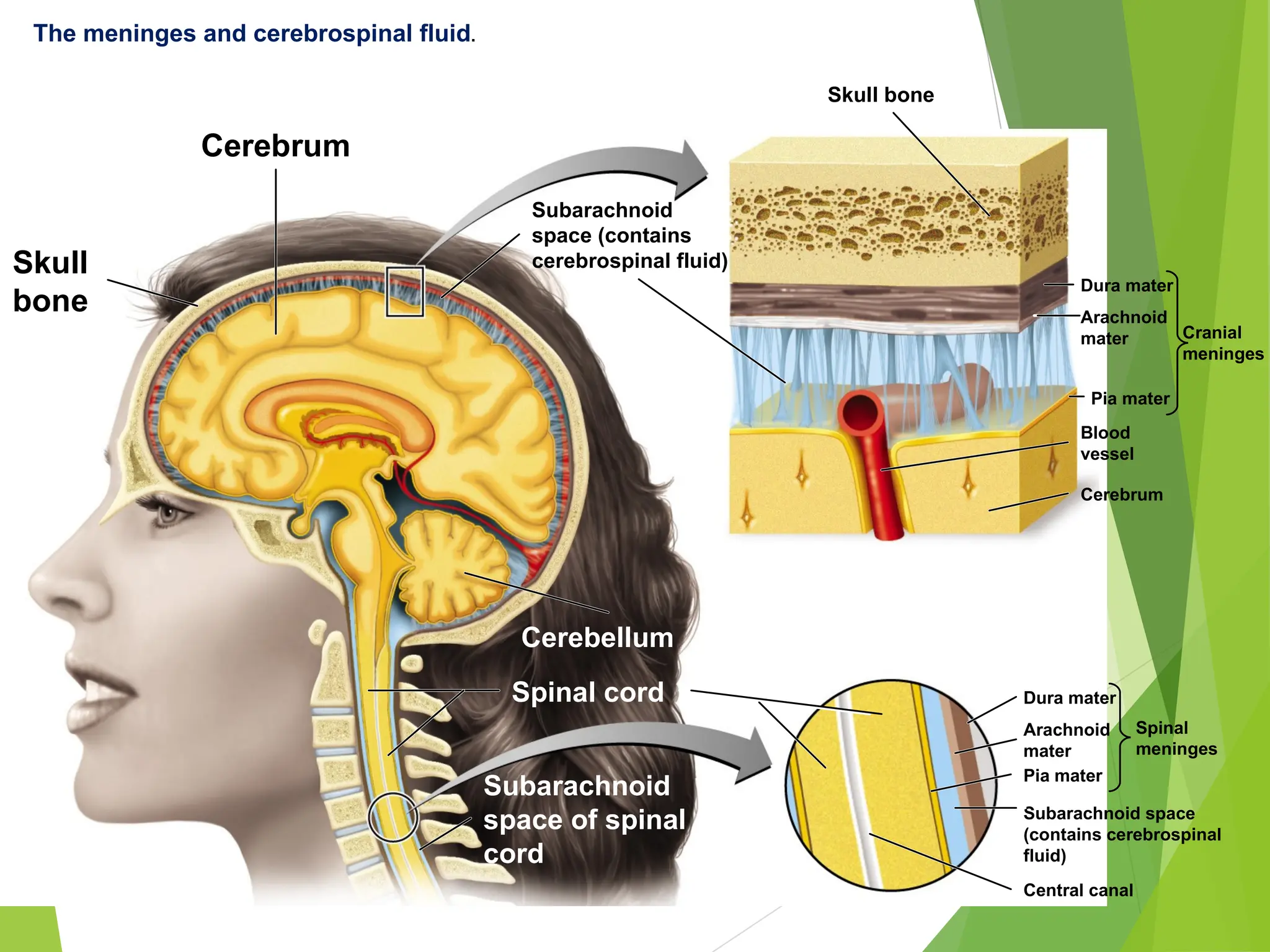CNS infections of the whole central nervous system including the ...