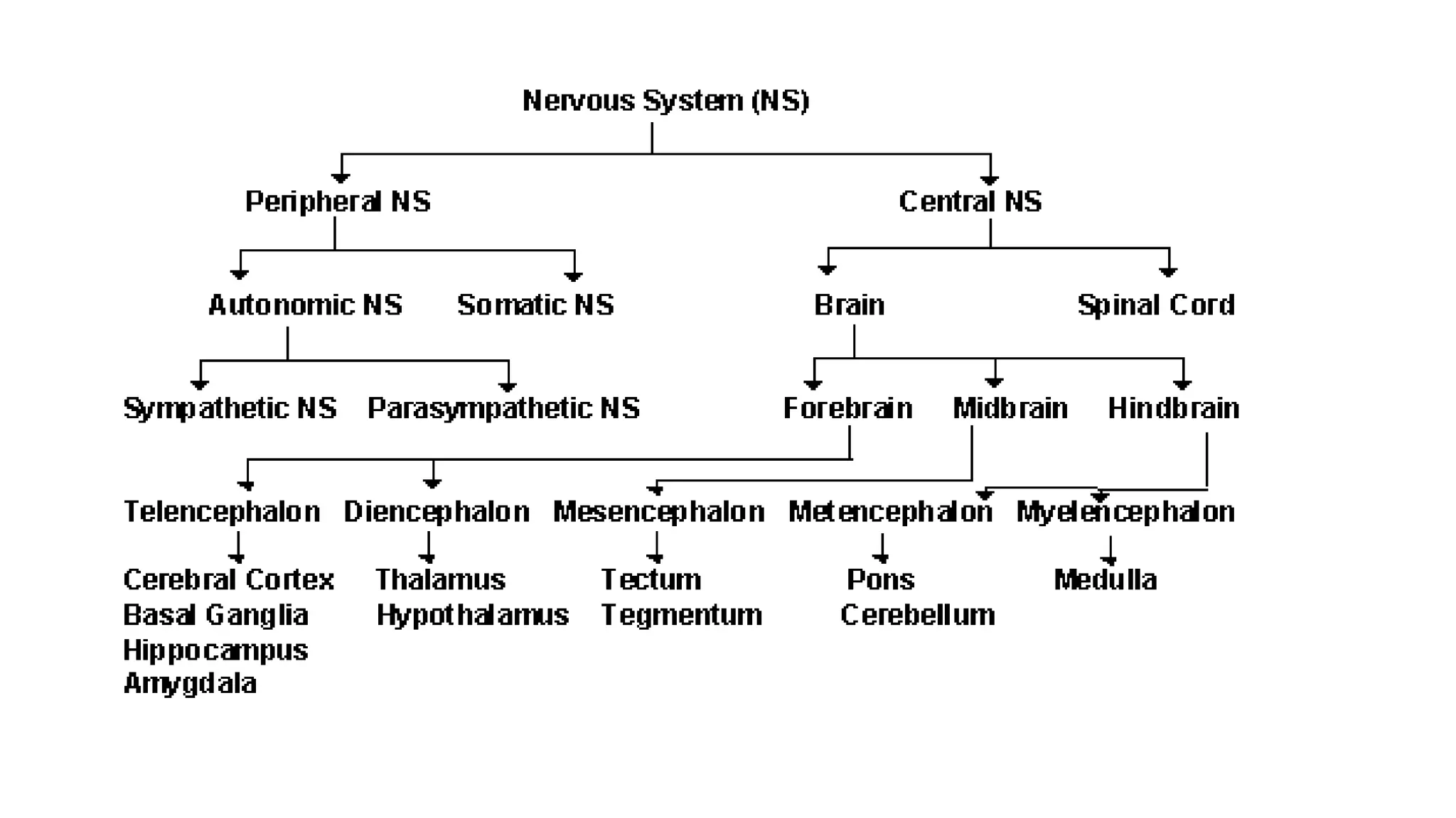 CNS intro.pptx