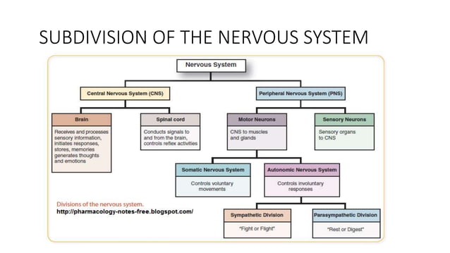 CNS intro.pptx