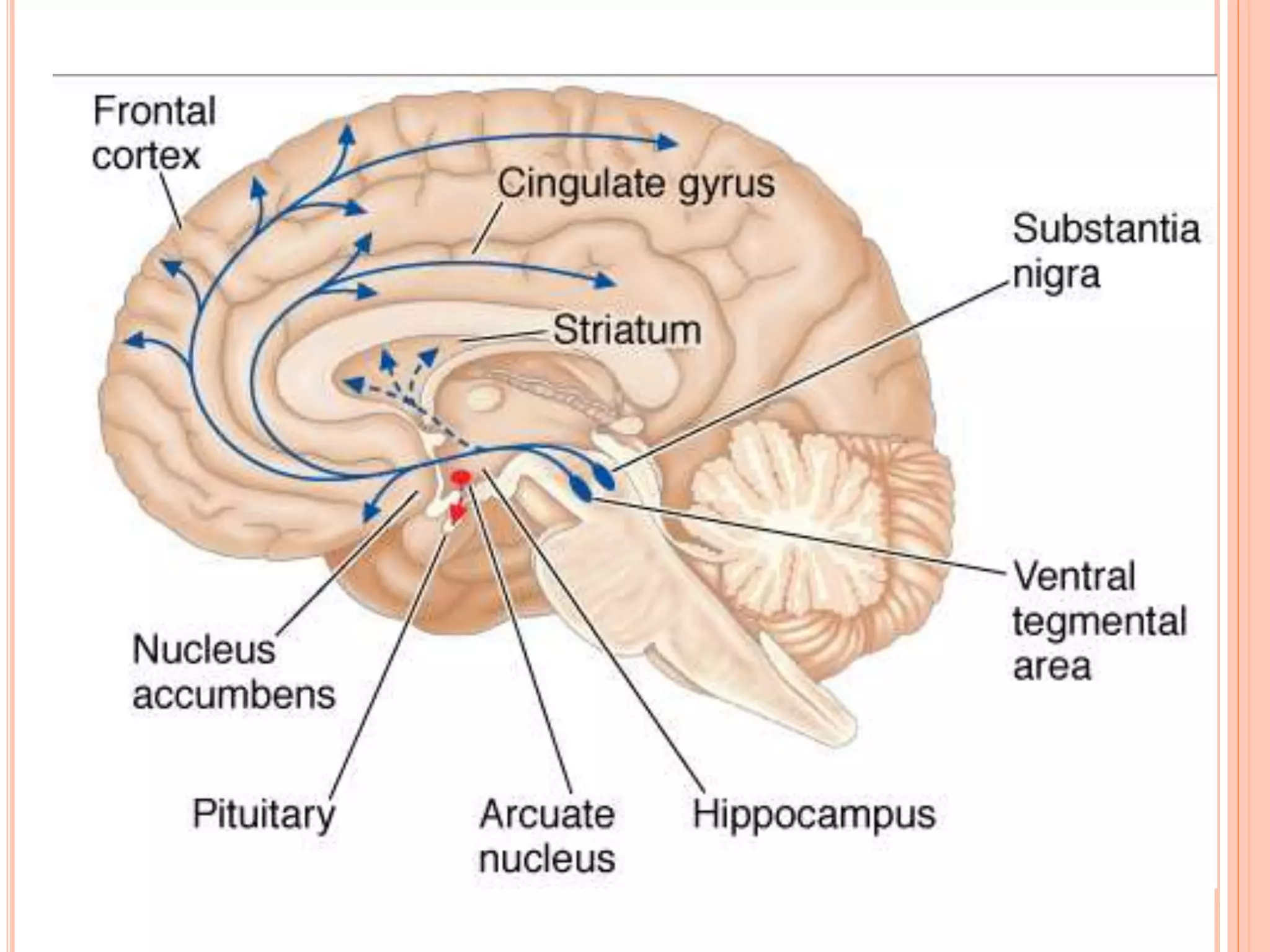 CNS_Introduction1 .ppt