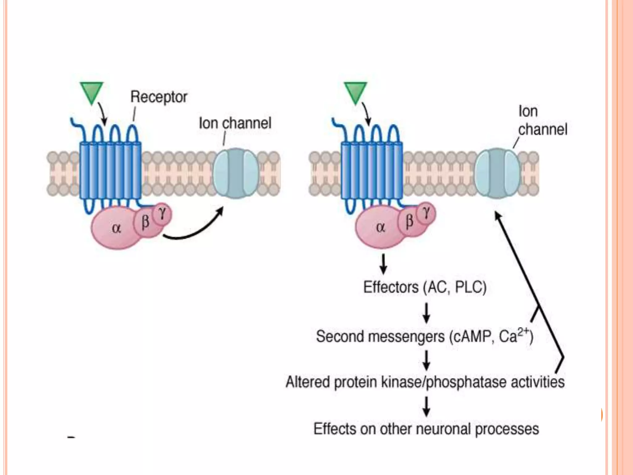 CNS_Introduction1 .ppt