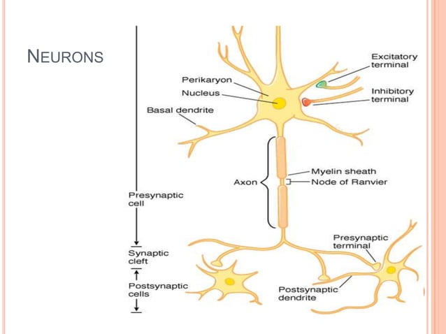 CNS_Introduction1 .ppt