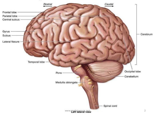 Essential neuroanatomy