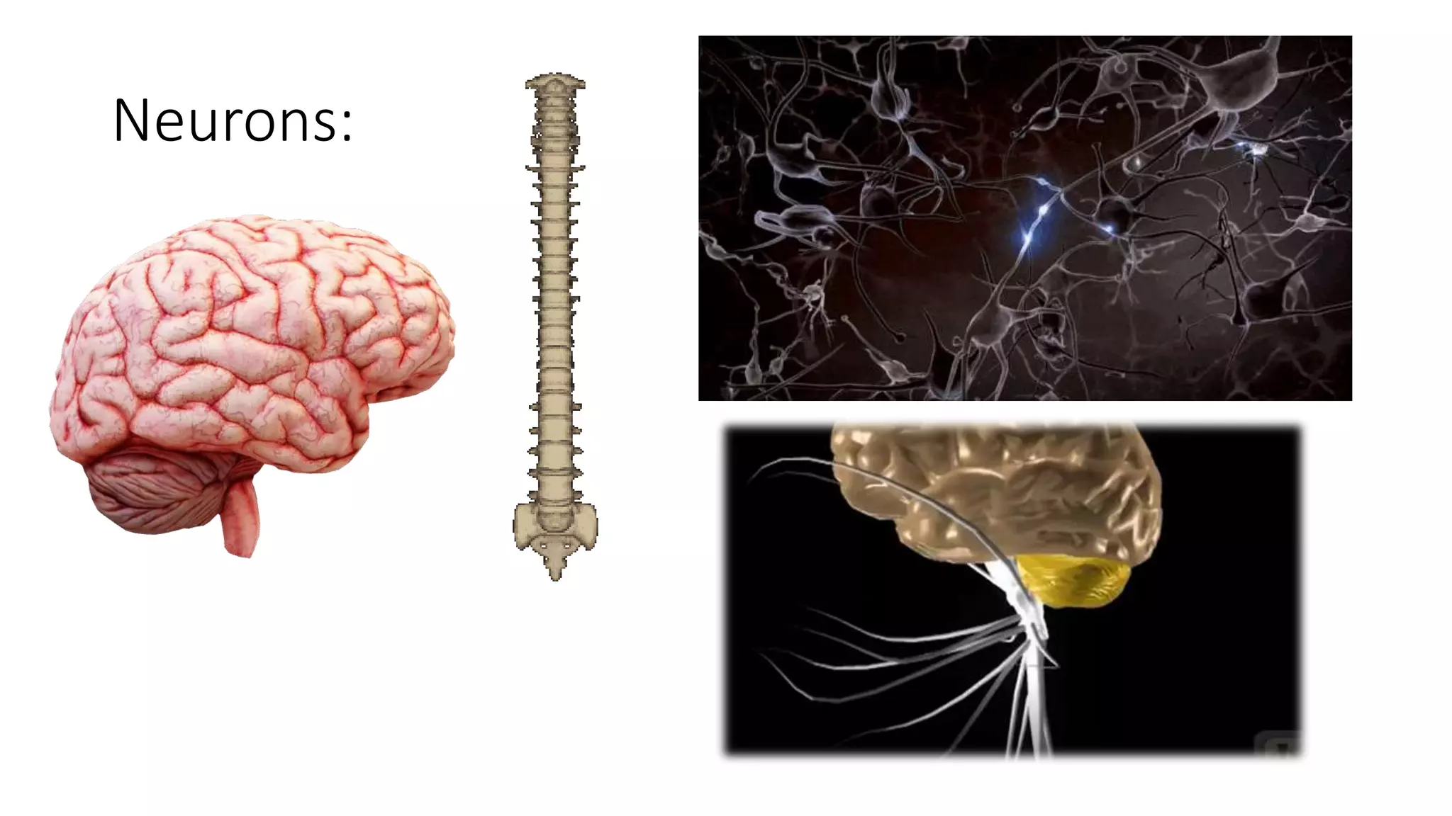 Cns neurons | PPT