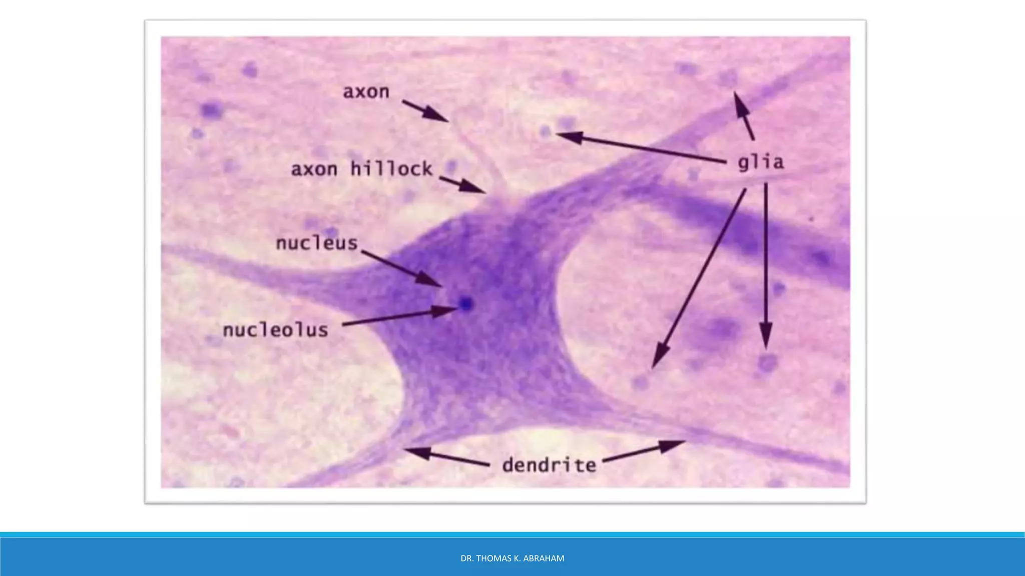 CNS normal histology | PPTX