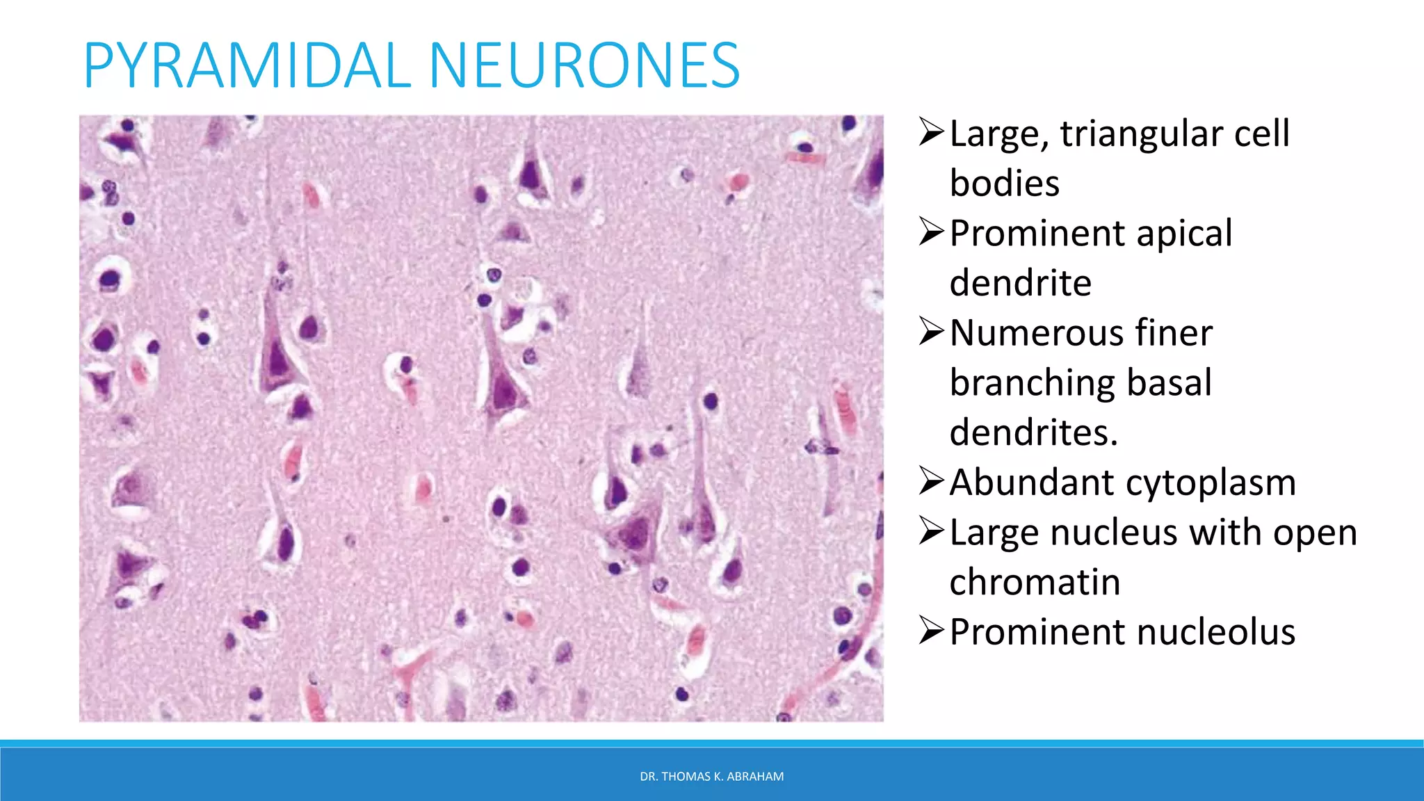 CNS normal histology | PPTX