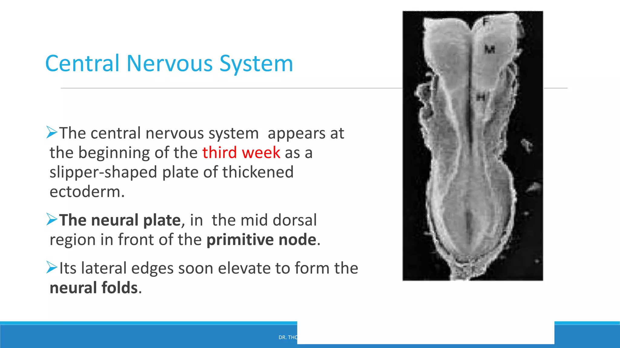 CNS normal histology | PPTX