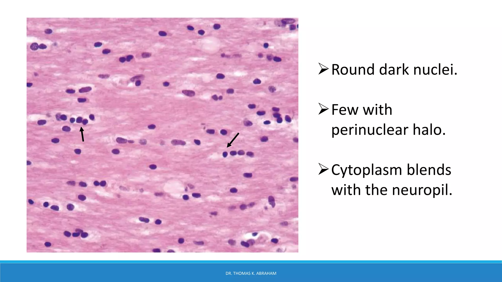 CNS normal histology | PPTX