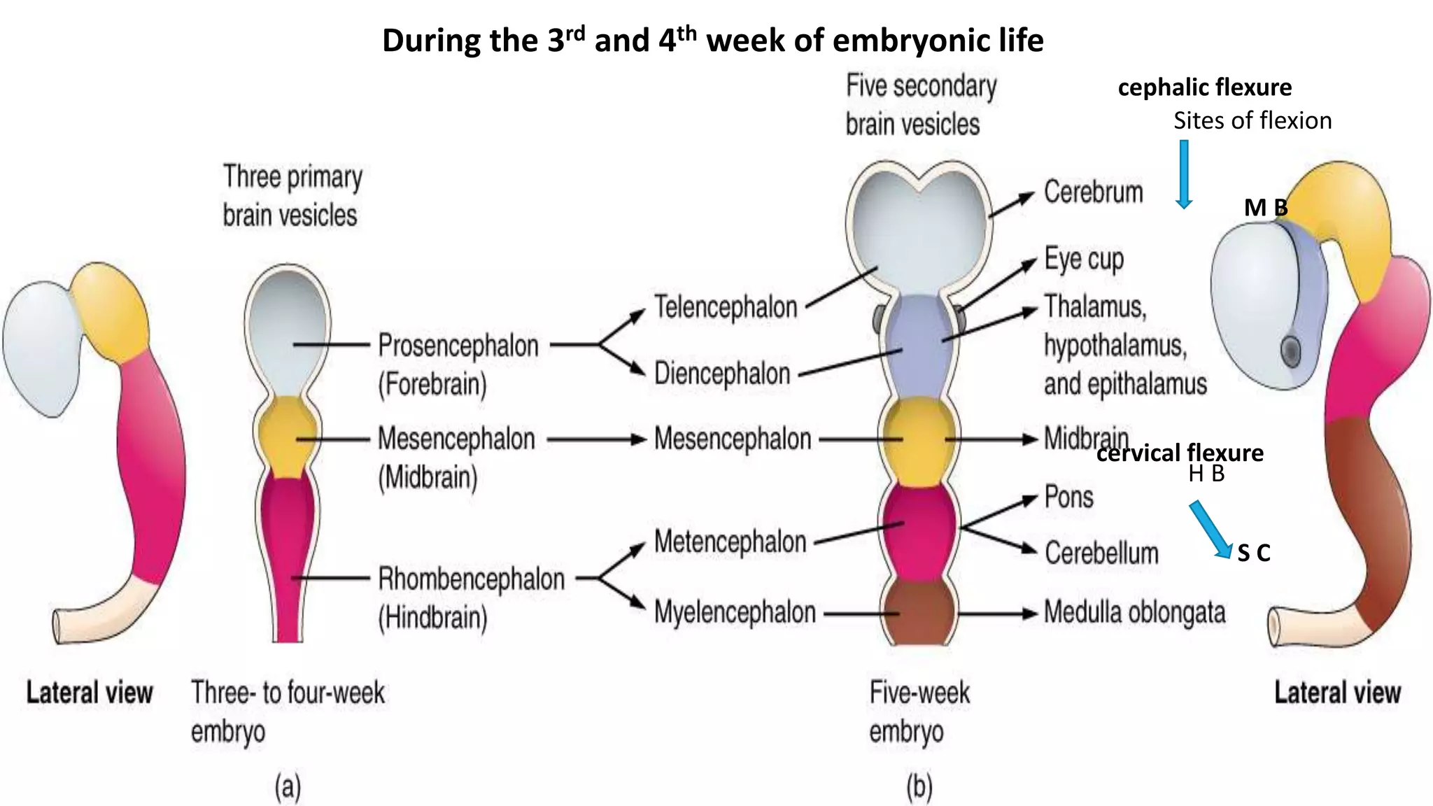 CNS normal histology | PPTX