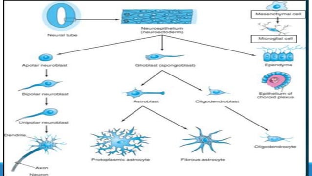 CNS normal histology | PPTX
