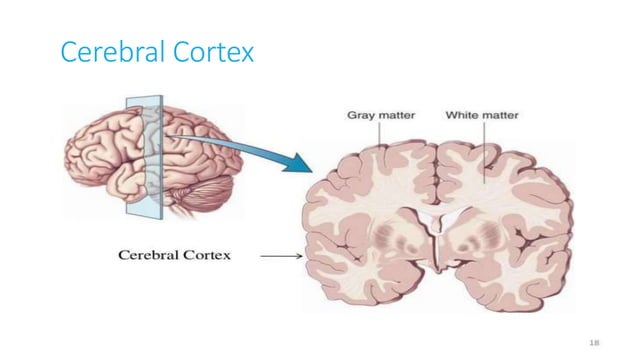CNS normal histology | PPTX