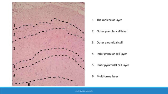 CNS normal histology | PPTX