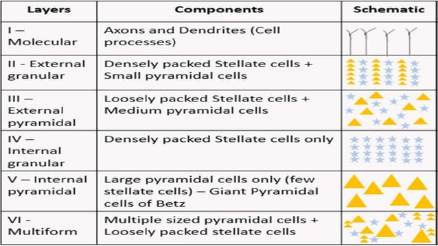 CNS normal histology | PPTX