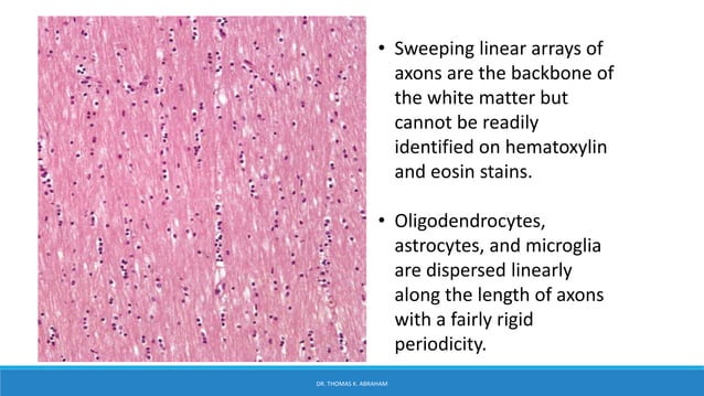 CNS normal histology | PPTX
