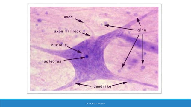 CNS normal histology | PPTX