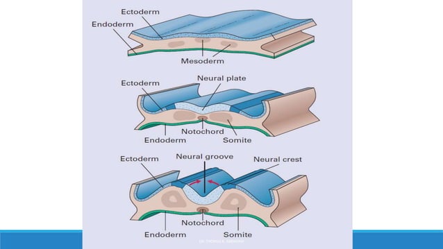 CNS normal histology | PPTX