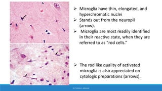 CNS normal histology | PPTX