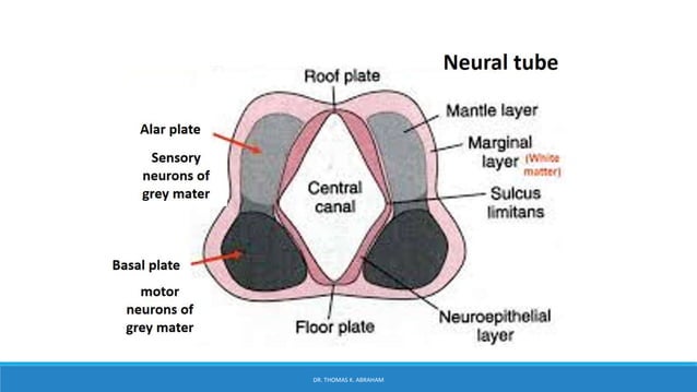 CNS normal histology | PPTX