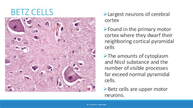 CNS normal histology