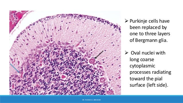 CNS normal histology