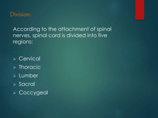 CNS of Goat | PPTX