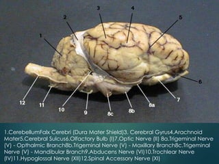 CNS of Goat | PPTX