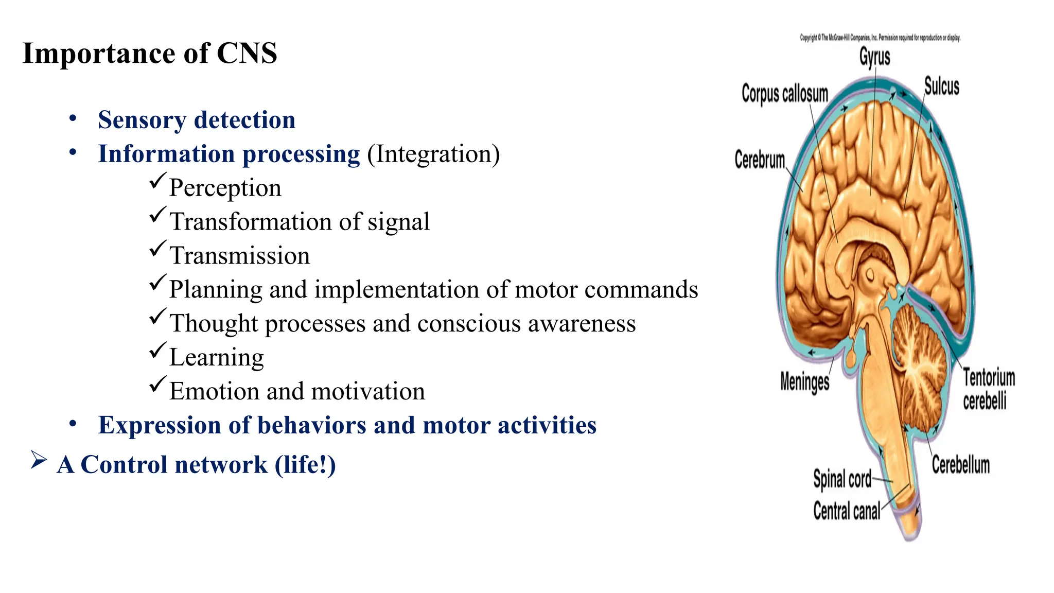 Physiology Central Nervous System part I.pptx