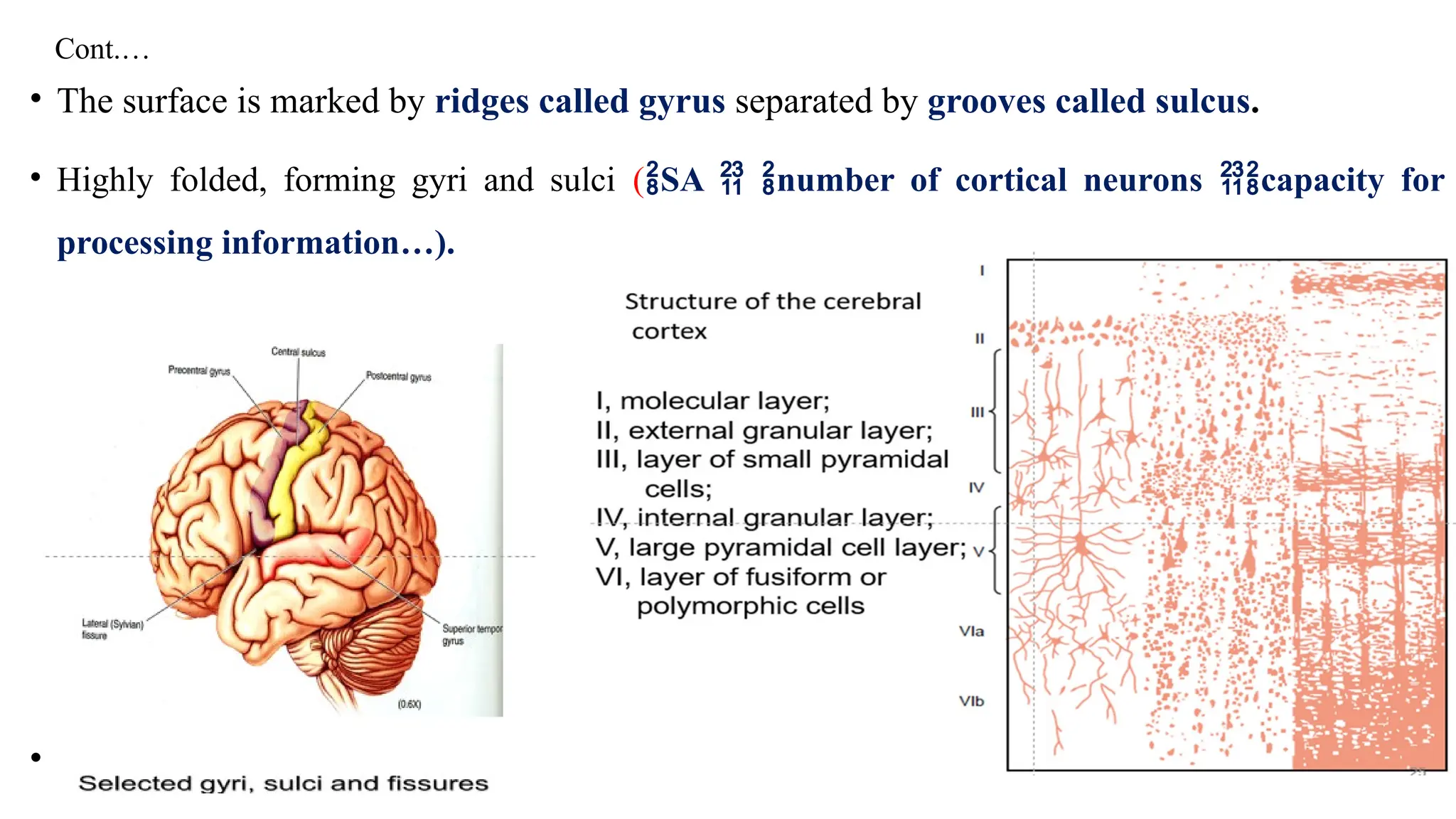 Physiology Central Nervous System part I.pptx