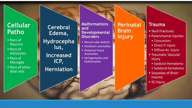 Central nervous system pathology | PPTX