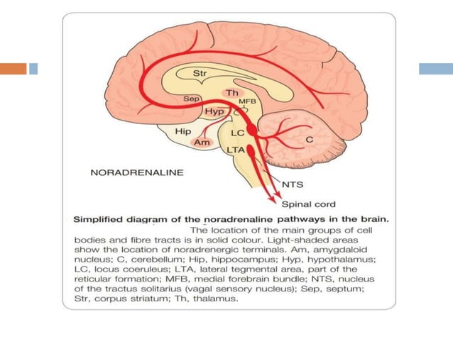 CNS Pathways | PPTX | Brain and Nervous System Disorders | Diseases and ...