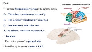 Physiology Central Nervous System pharma part II.pptx