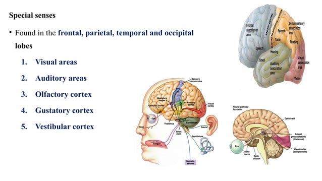 Physiology Central Nervous System pharma part II.pptx
