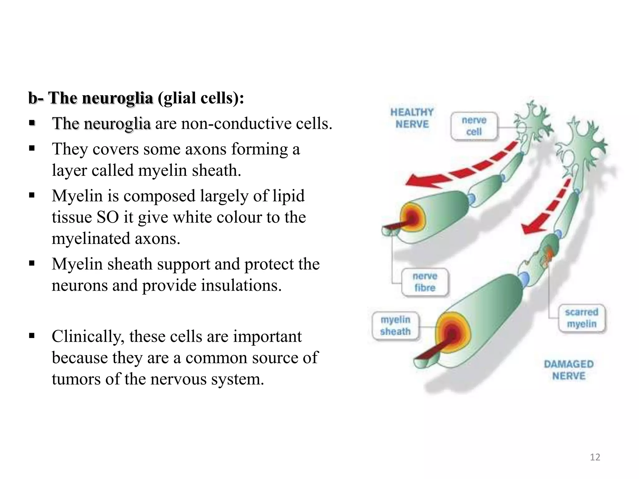 CNS Physiology.pptx