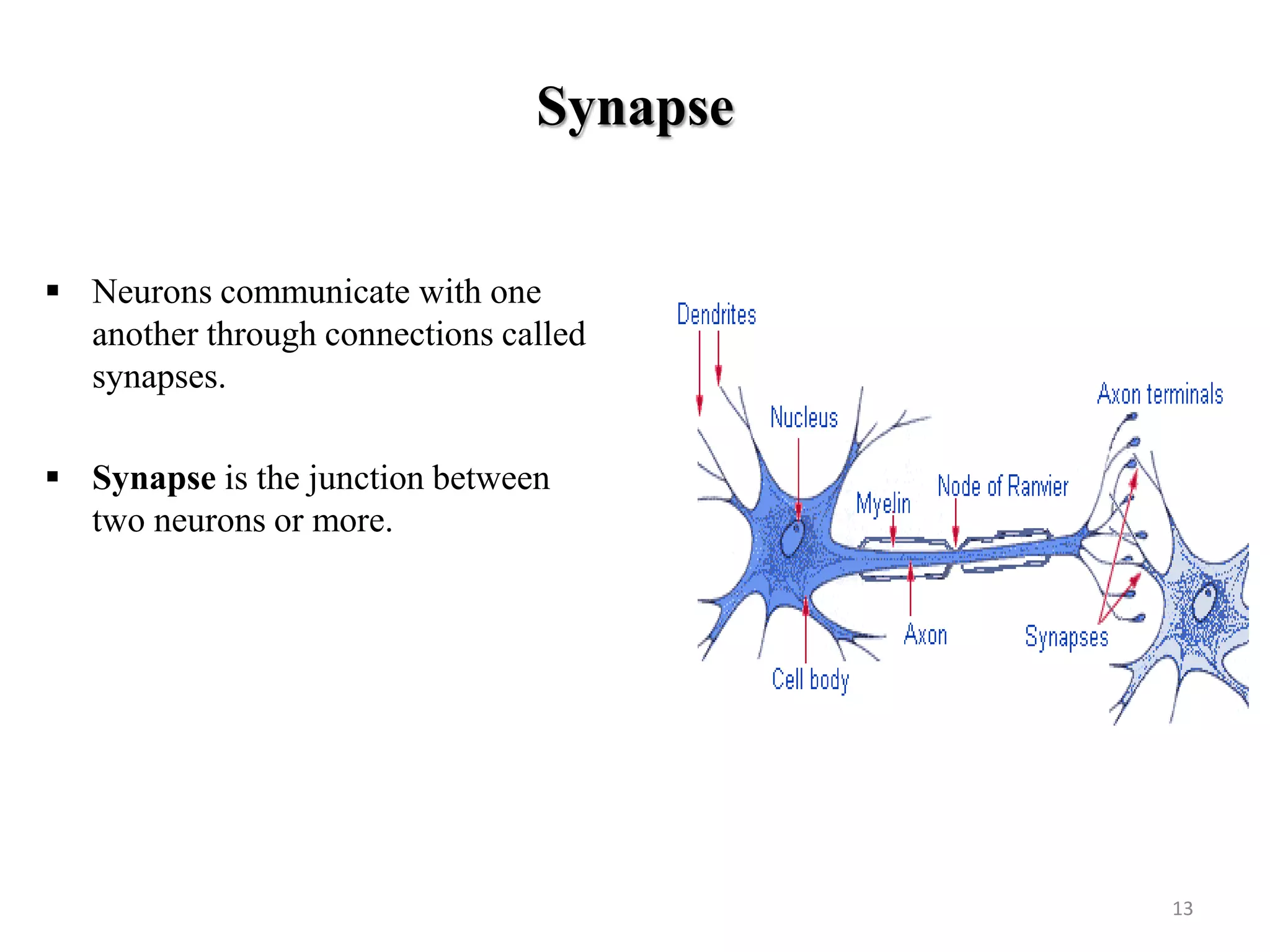CNS Physiology.pptx