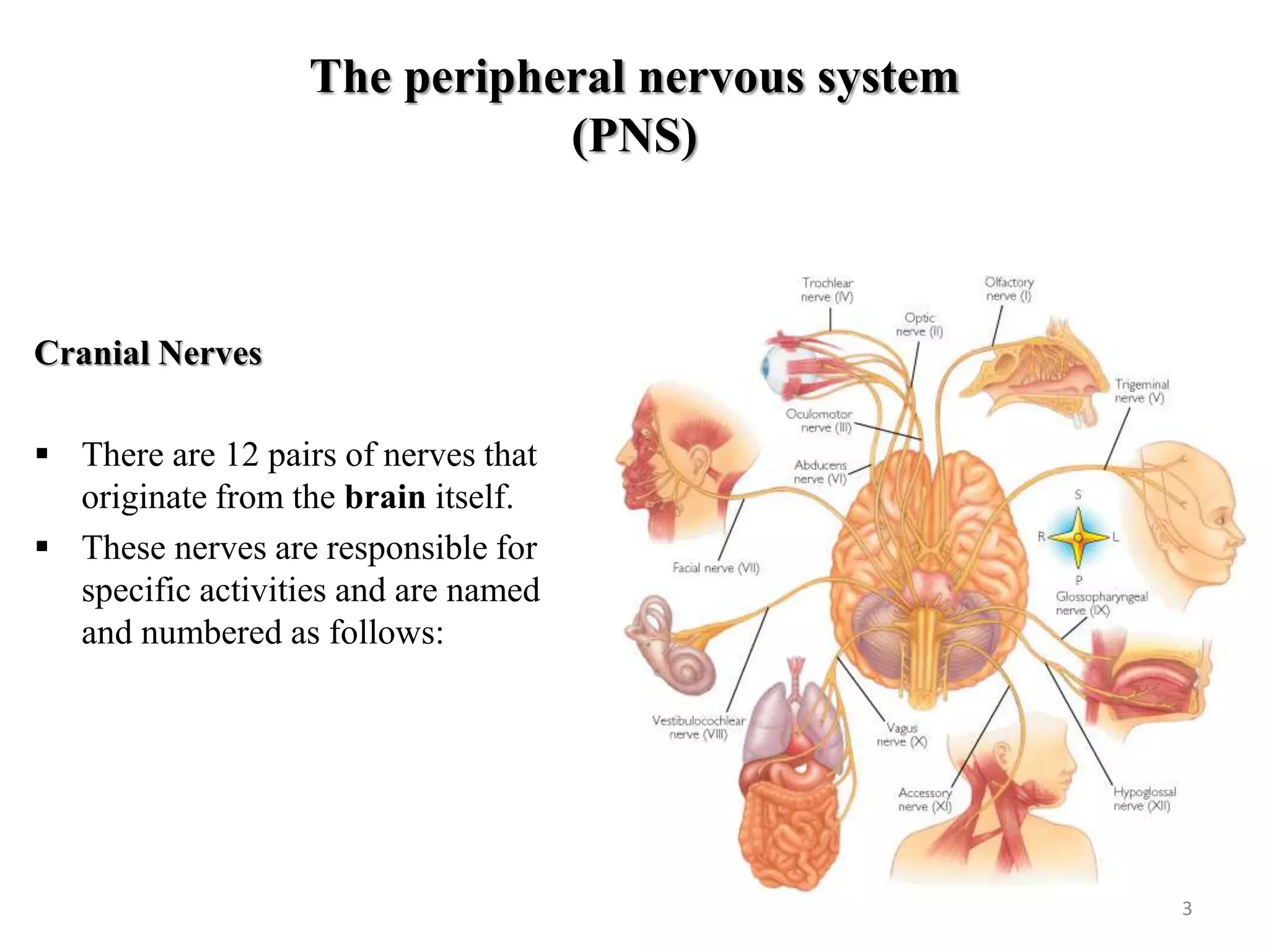 CNS Physiology.pptx