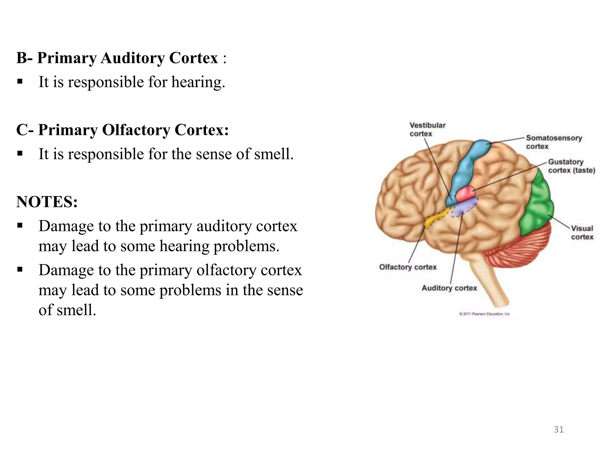 CNS Physiology.pptx