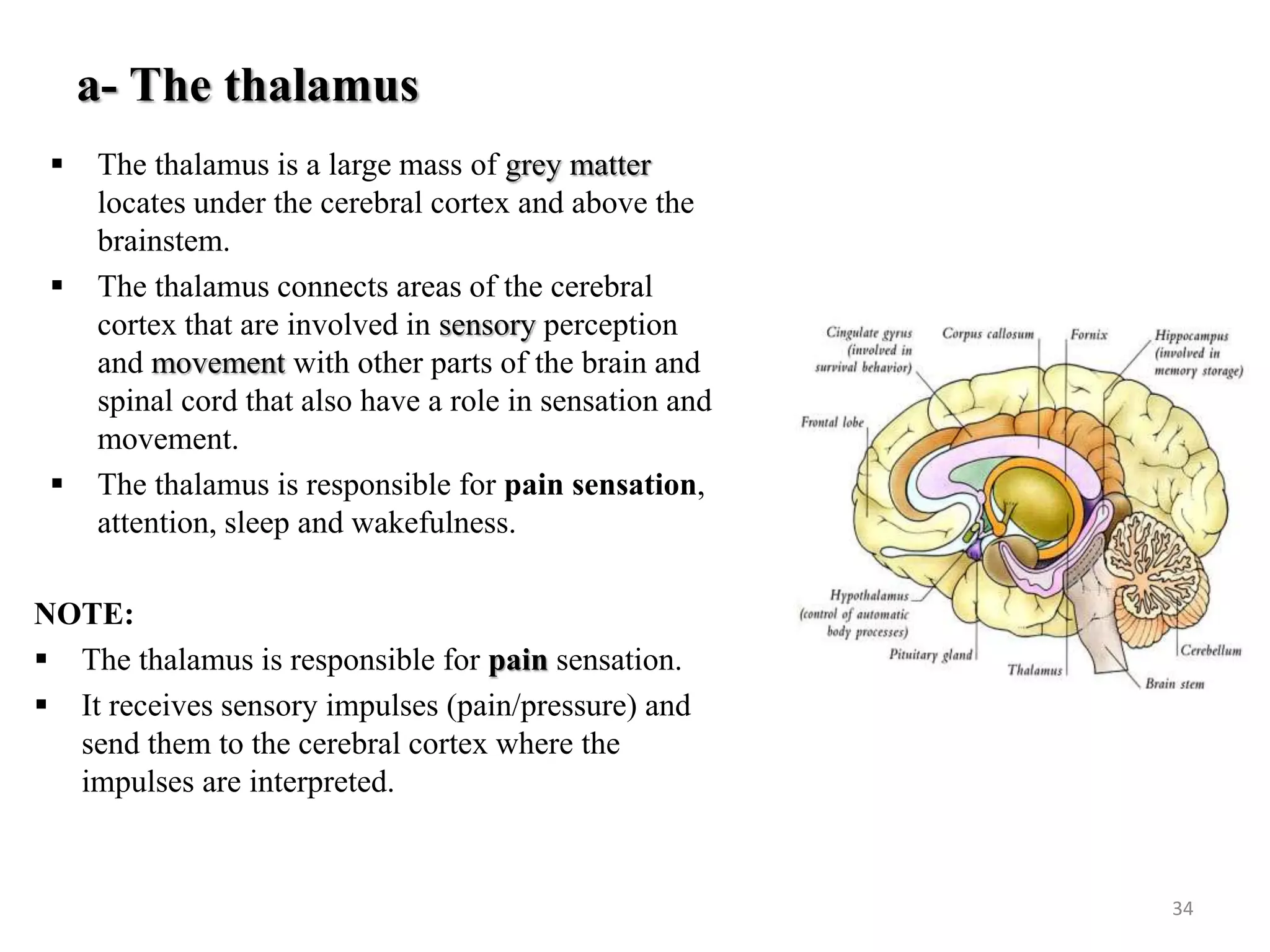 CNS Physiology.pptx