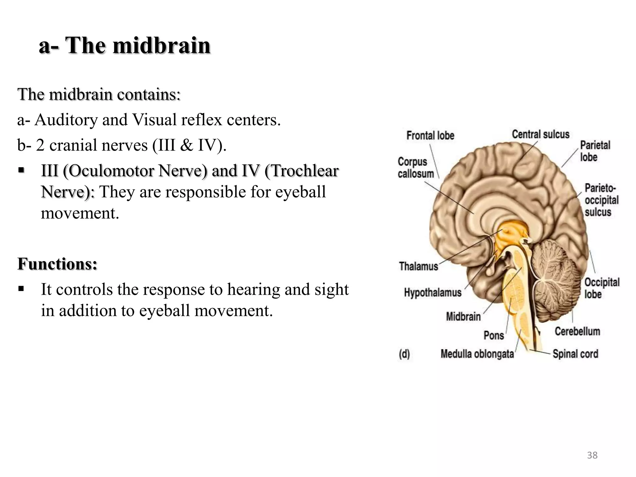 CNS Physiology.pptx