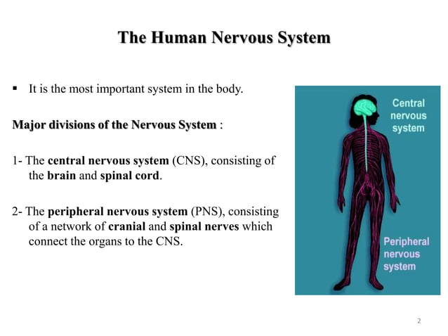 CNS Physiology.pptx