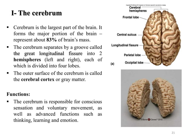 CNS Physiology.pptx